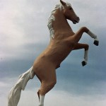 10-25 Trigger(Horse) | StateImpact Florida