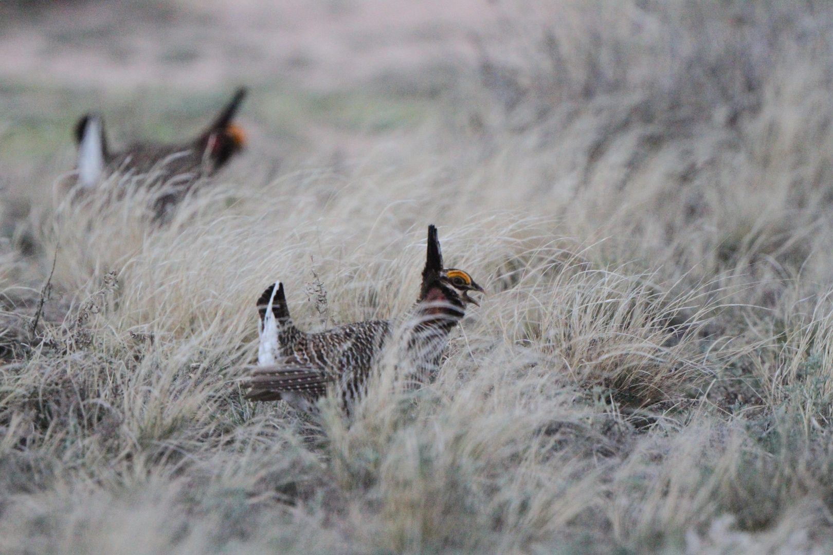 Landowners wonder if prairie chicken conservation can keep up in ...