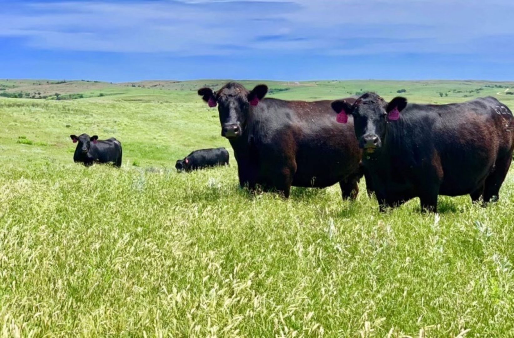 Northwestern Oklahoma ranch receives $10,000 conservation award ...