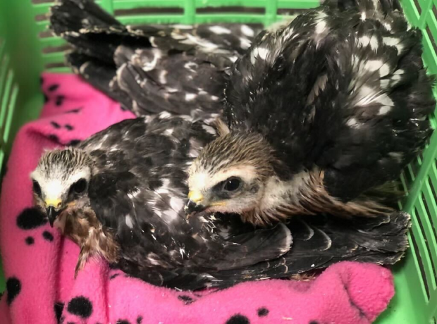 Wildlife rehab sees influx of raptors as summer temperatures rise in ...