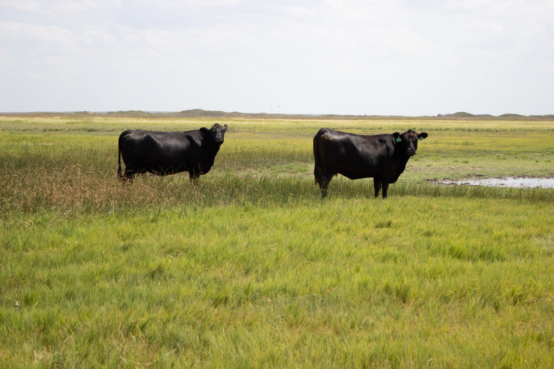 What more can be done to save the Lesser Prairie-Chicken? | StateImpact ...