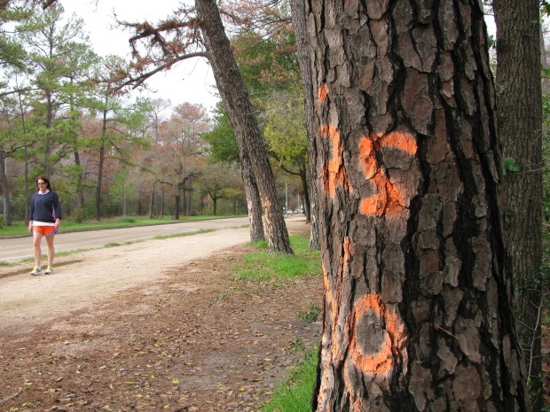 The Race to Salvage Millions of Dead Trees in Texas | StateImpact Texas
