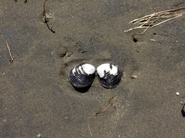 The Top Ten Invasive Species in Texas | StateImpact Texas