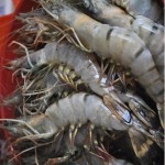 Live! Tonight in Austin! Invasive Species with Beer | StateImpact Texas