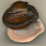 Why Texas Water Planners Worry about Mussels | StateImpact Texas